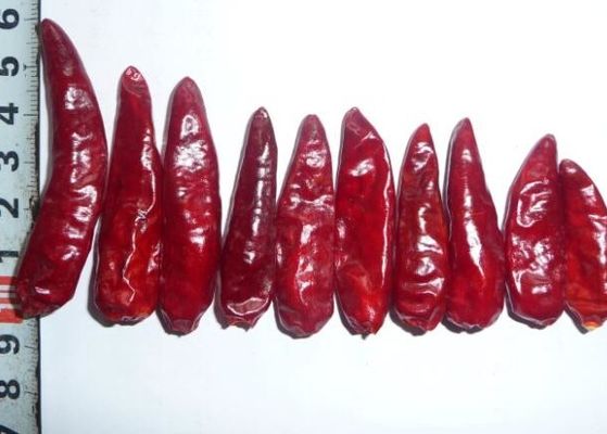 Red Bullet Chilli factory, Buy good quality Red Bullet Chilli products ...